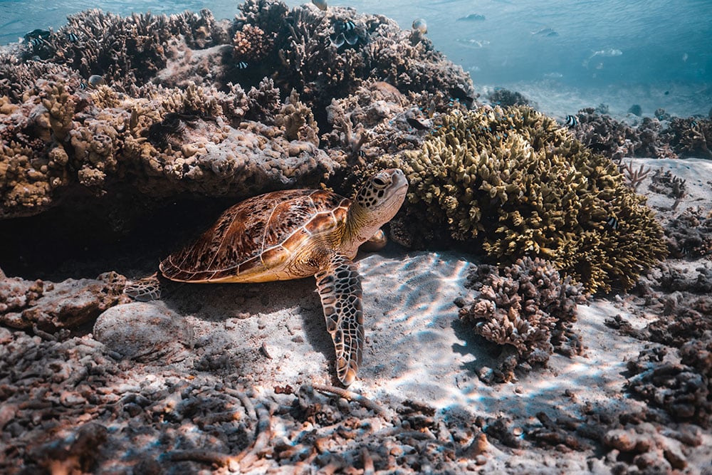 Turtles of the Cocos (Keeling) Islands | Where to See Them