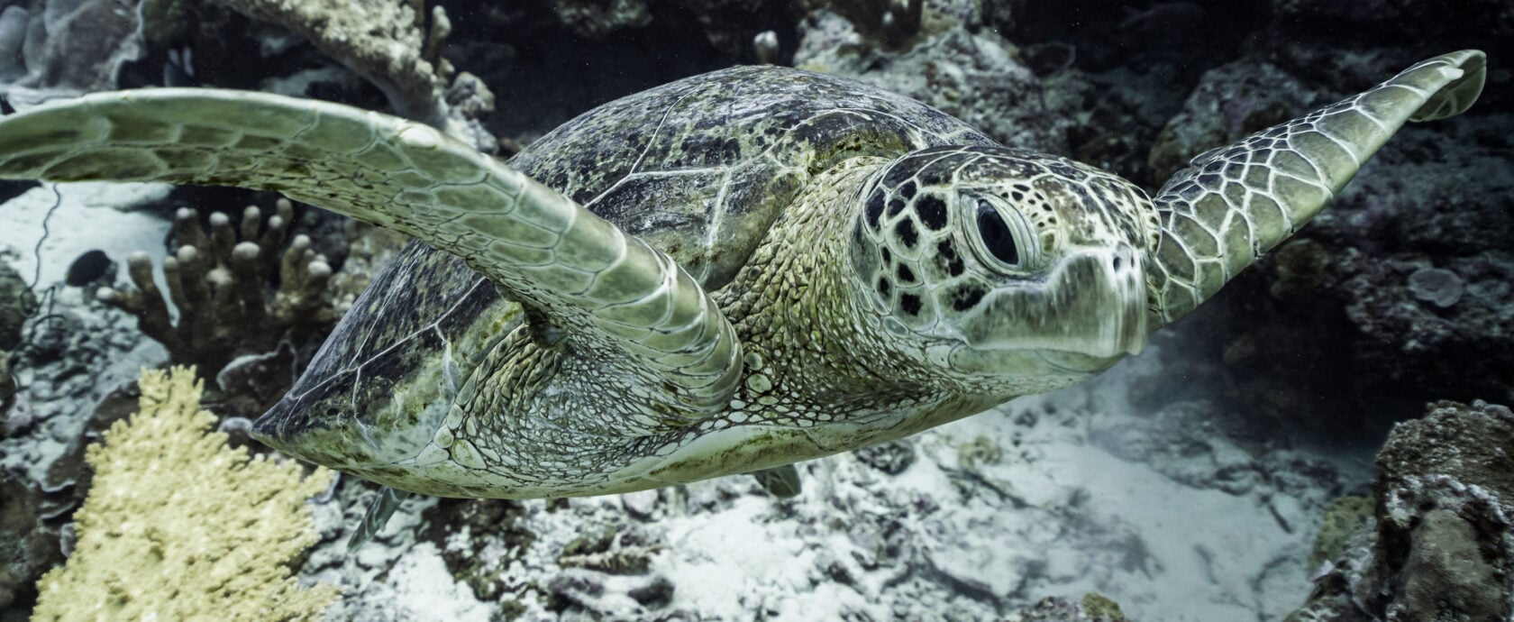 Turtles of the Cocos (Keeling) Islands | Where to See Them